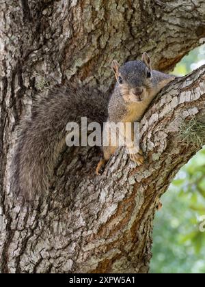 A curious and bold adult male Eastern Gray Squirrel standing on its ...
