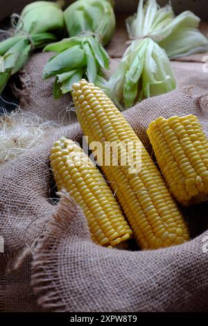 fresh corn on the cob wrapped in green husks just harvest from organic ...