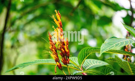 Sanchezia speciosa (Cacak gading, Zebra Plant, Yellow Sanchezia ...