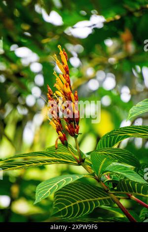sanchezia speciosa or shrubby whitevein Stock Photo - Alamy