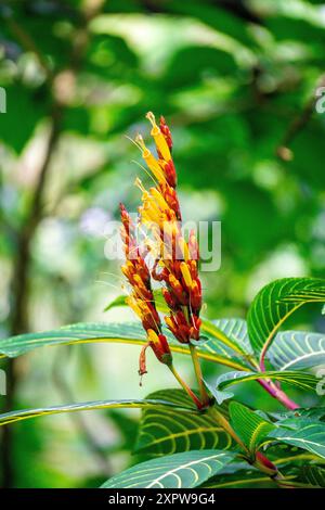 Sanchezia speciosa (Cacak gading, Zebra Plant, Yellow Sanchezia ...
