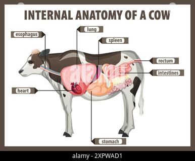 Detailed diagram of cow's internal organs Stock Vector Image & Art - Alamy