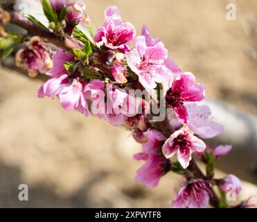 Peach flowering trees in gardens in spring Stock Photo - Alamy