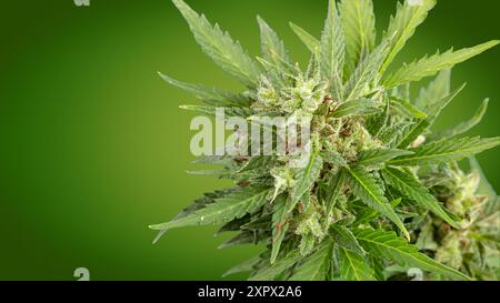 blooming medical cannabis plant Stock Photo - Alamy