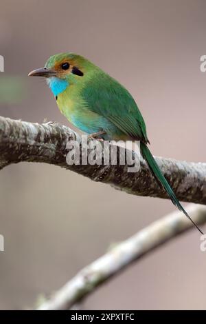 Blue-throated motmot (Aspatha gularis), sitting on a branch in a ...