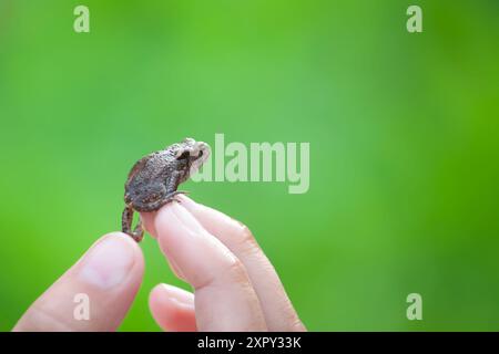 A tiny frog on human hand Stock Photo - Alamy
