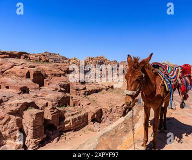 A donkey or a mule against the background of the ruins of the ...
