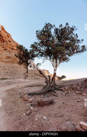 Alone tree growing in the Wadi Musa desert in Jordan Stock Photo - Alamy