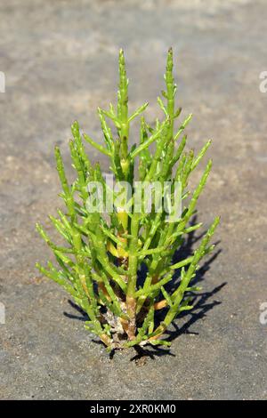 Common Glasswort, Salicornia europaea or Marsh Samphire in saltmarsh at ...