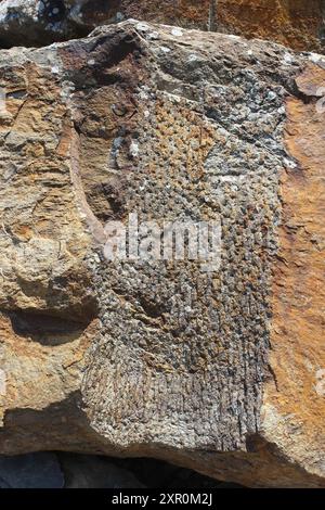 Fossil scale tree Lepidodendron bark Stock Photo - Alamy