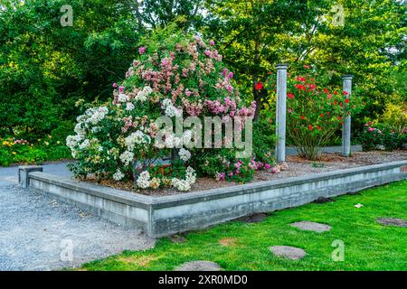 Clusters of flowers at a garden in Seatac, Washington Stock Photo - Alamy