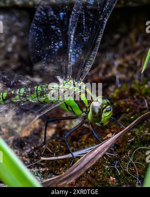 Southern Hawker dragonfly laying eggs at side of pond Stock Photo - Alamy