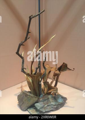 Striped Barbados Lily (Hippeastrum striatum) a Flowering Perennial ...