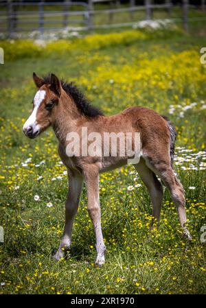 A beautiful Icelandic horse filly Stock Photo - Alamy
