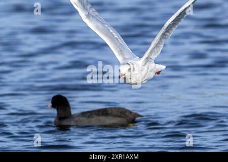 A Eurasian coot flying over the lake with paws in the water Stock Photo ...