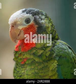 Portrait of a Cuban Amazon (Amazona leucocephala Stock Photo - Alamy
