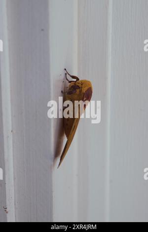 An imperial moth resting on white door frame Stock Photo - Alamy