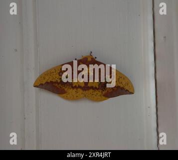An imperial moth resting on white door frame Stock Photo - Alamy