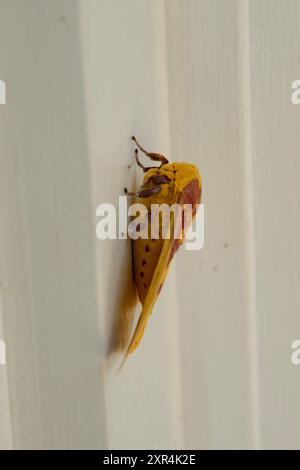 An imperial moth resting on white door frame Stock Photo - Alamy