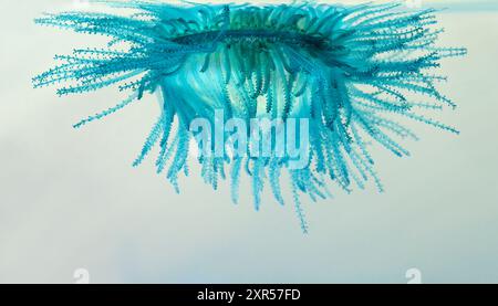 Underneath of the blue button (Porpita porpita) floating on the ocean ...