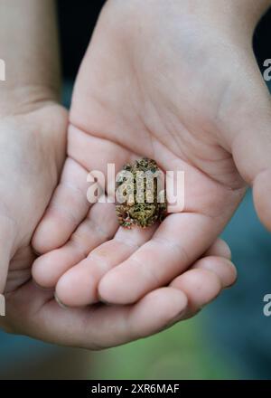 Child’s hands gently holding a small frog outdoors, highlighting ...