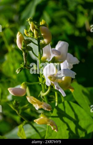 Plants of the kidney bean with flowers and young ripening pods on a ...