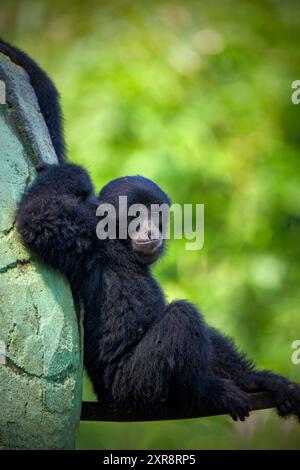 Siamang (Symphalangus syndactylus), Siamese monkey's Stock Photo - Alamy