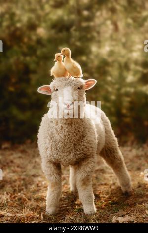best friends duck and sheep Stock Photo - Alamy