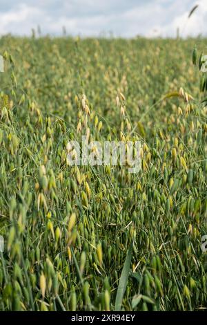 Lush green oat field with dense leafy growth. Agricultural abundance ...