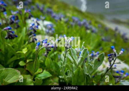 Mertensia tweedy, also known as the alpine bluebell or Virginia ...