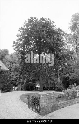 Monumental Snake Pine Tree, 00-07-1990, Whizgle Dutch News: Historic ...