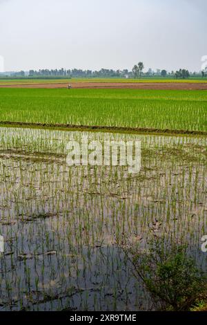 Scenic Shot of Paddy Field in Malaysia Stock Photo - Alamy