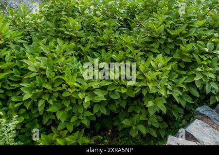 Hydrangea paniculata 'Candlelight,' an upright, branched shrub growing ...