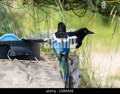 A Magpie, Pica pica investigating a litter bin at Spurn, Yorkshire, UK ...