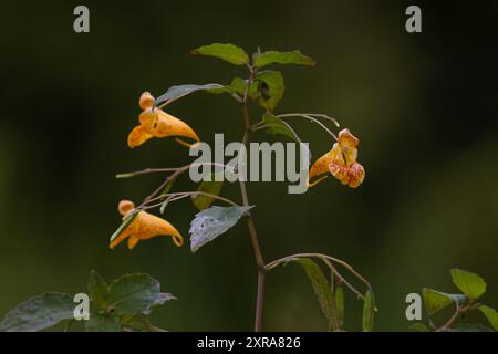 Orange Balsam (Impatiens capensis) flowerinf non-native plant Norfolk ...