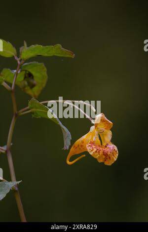 Orange Balsam (Impatiens capensis) flowerinf non-native plant Norfolk ...