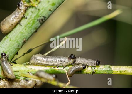 Common Asparagus Beetle Larvae - Crioceris asparagi Stock Photo - Alamy