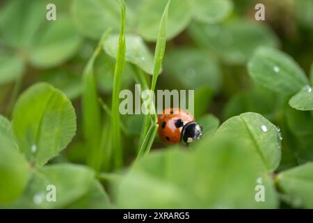 Close-up of green clovers with dewdrops, Marsilea quadrifolia, on the ...