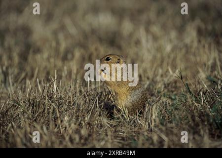 Cute small animal next to Inner lake Tihany, Hungary. European ground ...