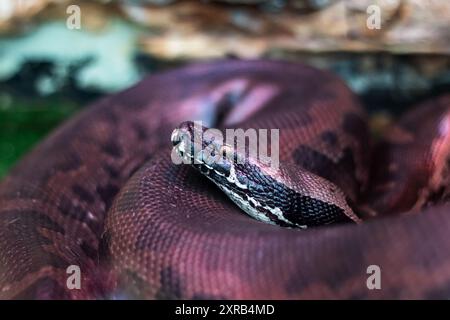 This stunning and captivating image showcases a python coiled elegantly ...