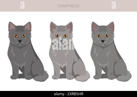 Chartreux Cat clipart. All coat colors set. All cat breeds ...
