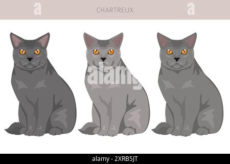 Chartreux Cat clipart. All coat colors set. All cat breeds ...