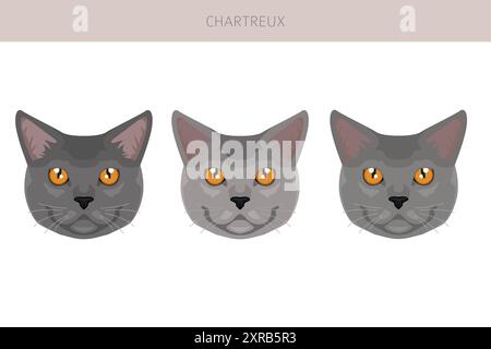 Chartreux Cat clipart. All coat colors set. All cat breeds ...