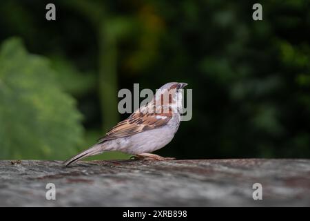 A closeup shot of a house sparrow (Passer domesticus) perched on a wire ...