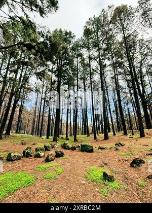 Forest beautiful landscape with green musk and high trees. Woods and ...