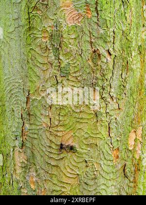 Europe, Germany, maple-leaved plantain (Platanus x hispanica), growths ...