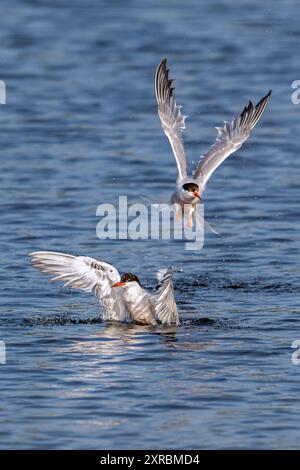 Bird cleaning plumage. Tern in the water. Royal Tern, Sterna maxima or ...