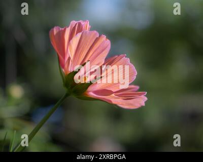 Cosmos bipinnatus 'Apricotta' flower close up Stock Photo - Alamy
