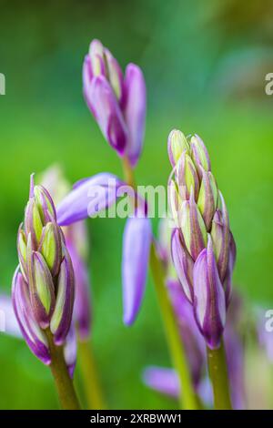 Funkia (Hosta) flower buds, close-up Stock Photo - Alamy