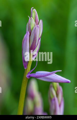 Funkia (Hosta) flower buds, close-up Stock Photo - Alamy